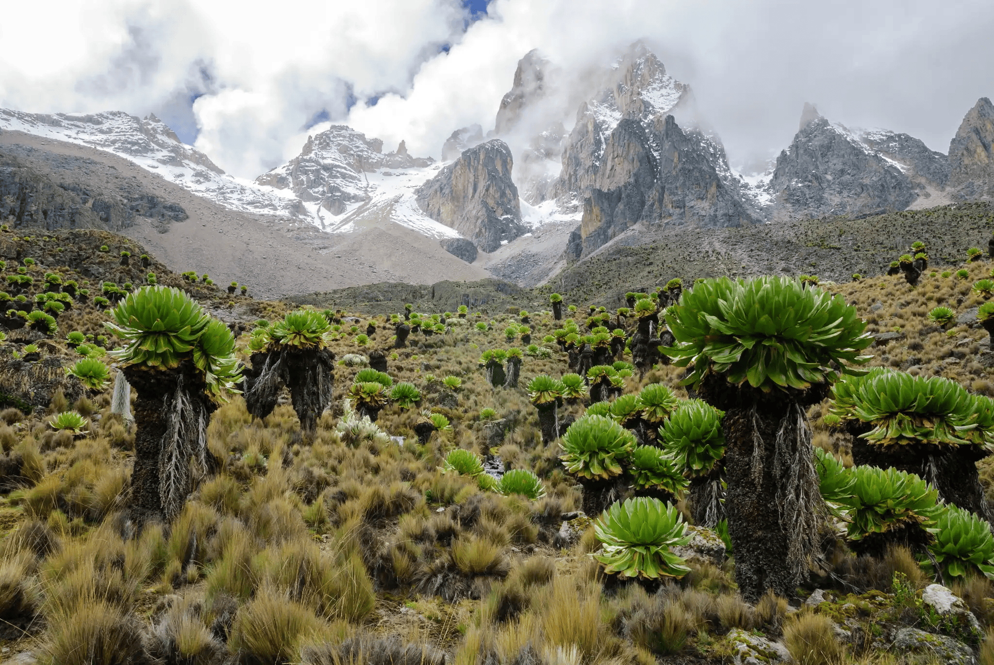 Hiking to Mount Kenya: A Safari Adventure Conquering the Heights ...
